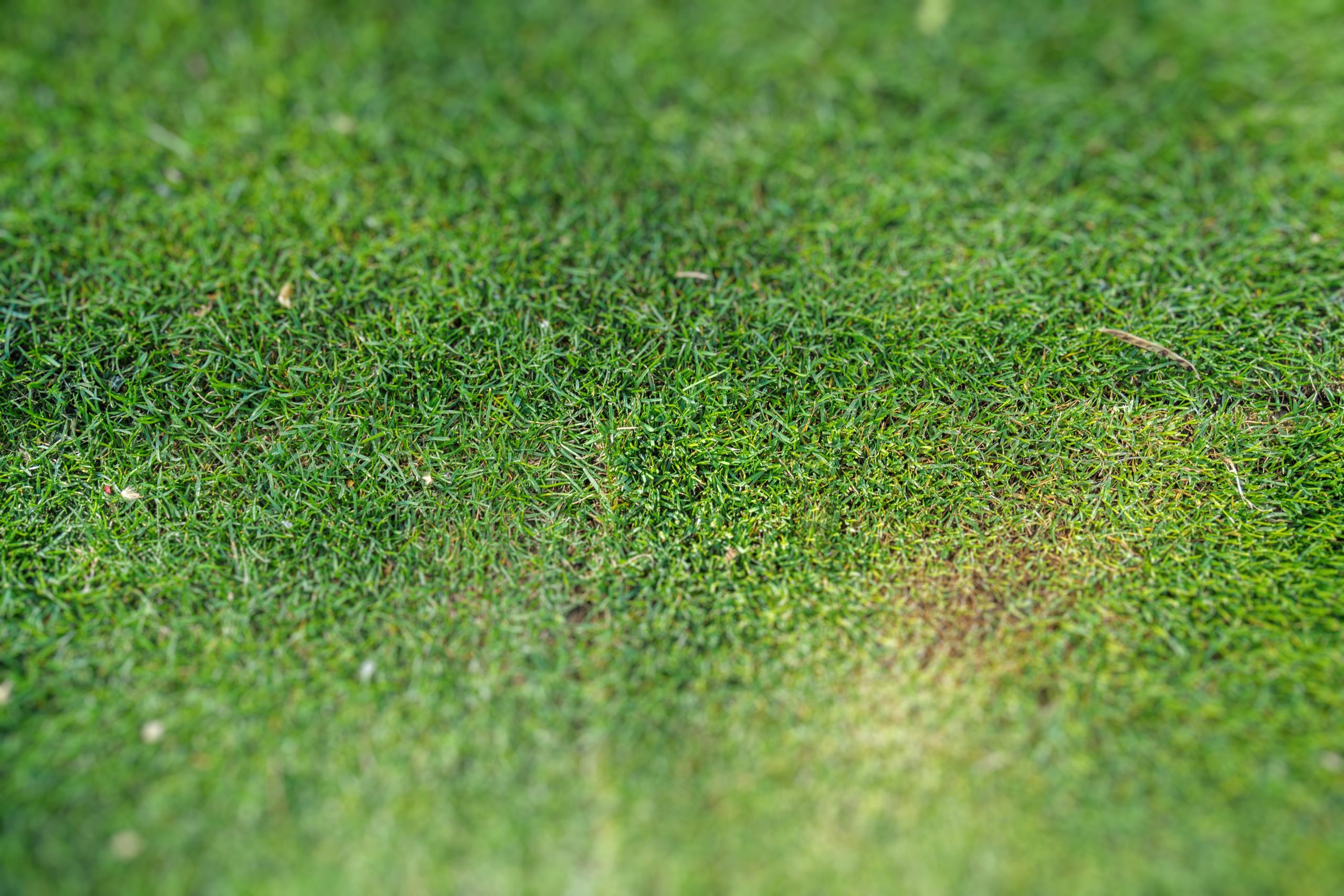 Turf Disease - Landscaping Blog