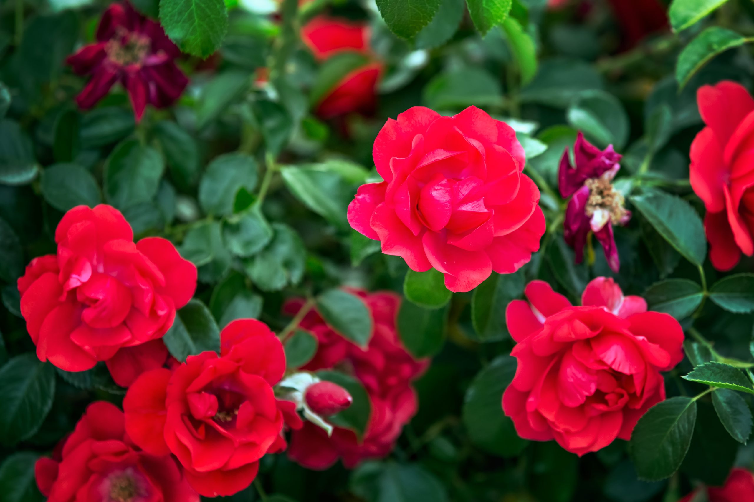 Enjoy Roses - Landscaping Blog