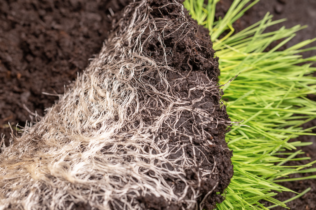 Good Root Health - Landscaping Blog